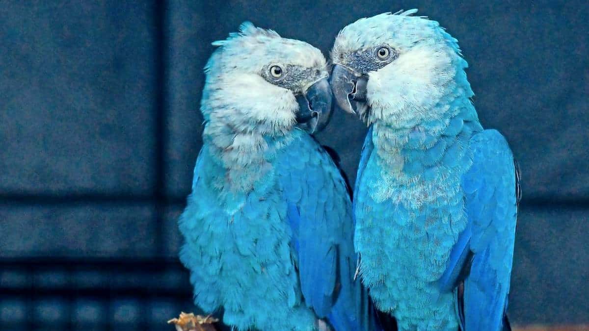 El guacamayo azul spix volverá después de 20 años a su hábitat natural