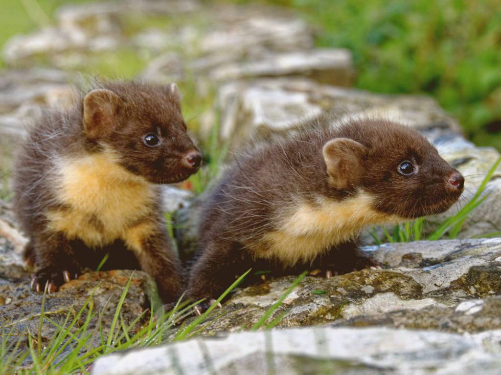 Animales que regresaron de la extinción y sorprendieron a la humanidad