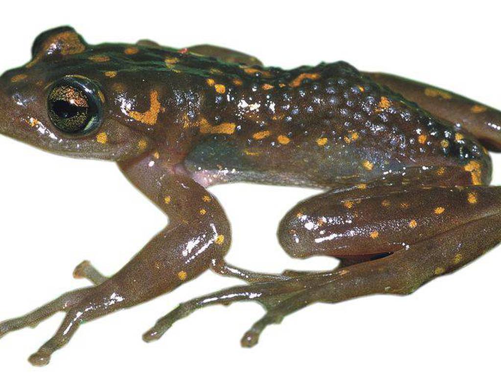 Conoce los 8 tipos de ranas que podrían desaparecer