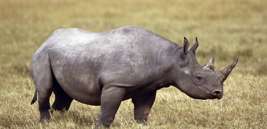 El rinoceronte y su devastadora extinción (FOTOS)
