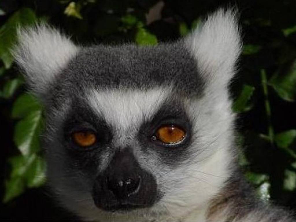 The Frozen Ark Project: preservar el ADN de animales y plantas en ...