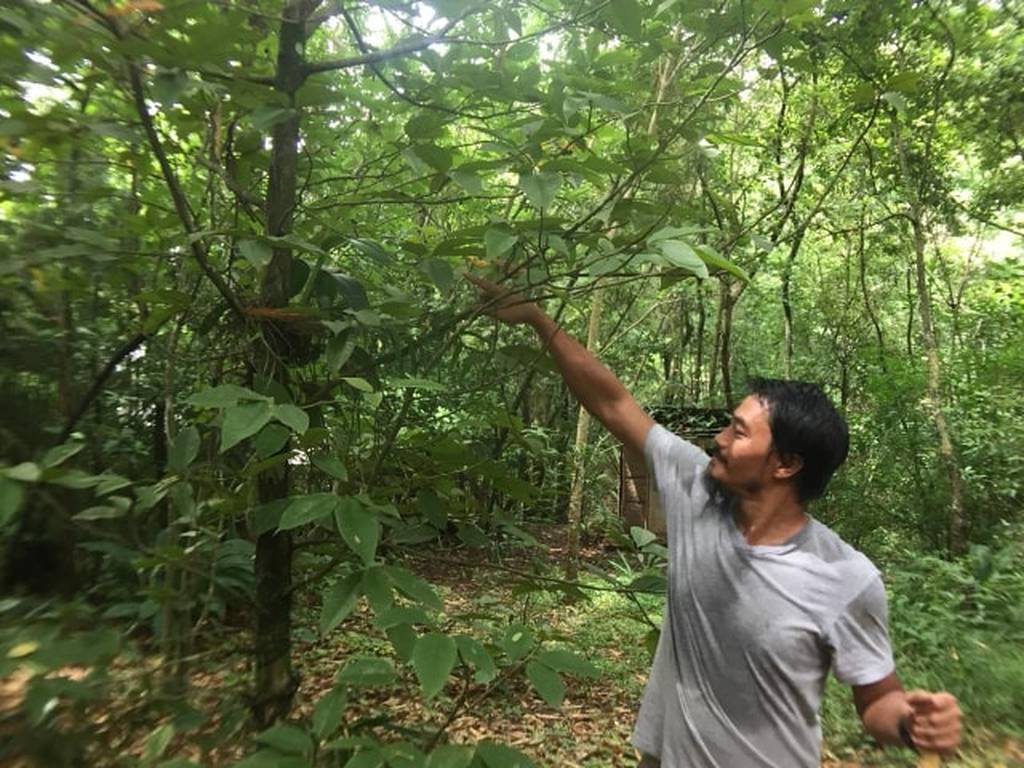 Este hombre resucitó un bosque inmenso en medio de la ciudad en India