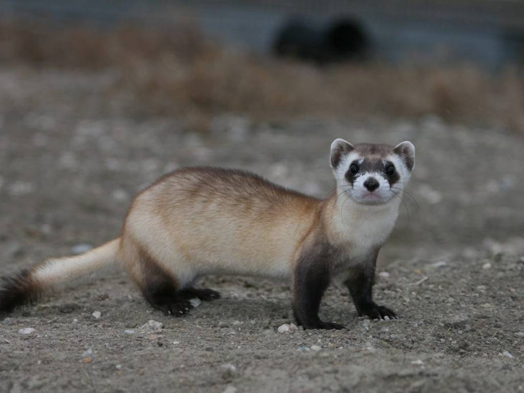 Animales clonados: el plan científico para evitar la extinción