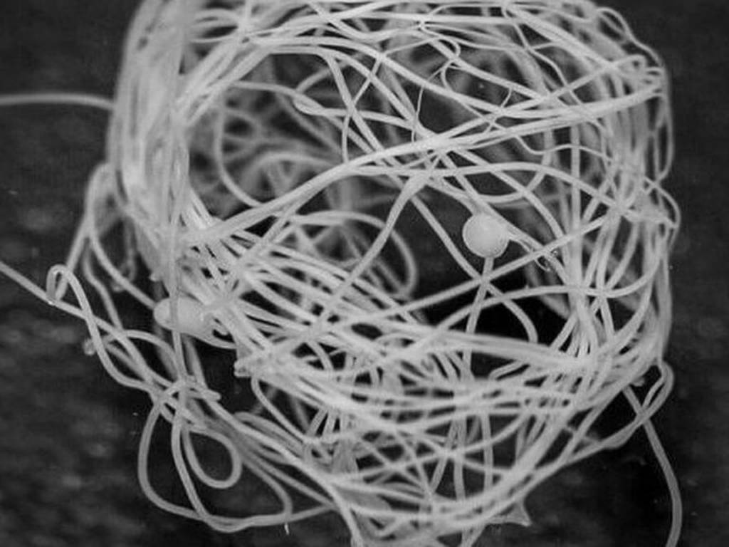 Crean “seda de araña vegana” para reemplazar plásticos de un solo uso