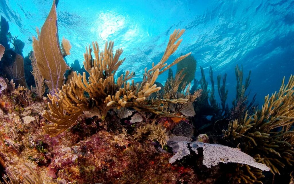 Mares Mexicanos, un proyecto para comunicar la belleza natural del mar ...