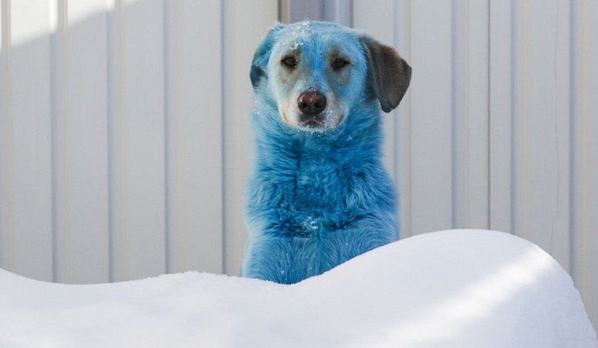 El misterio de los perros azules encontrados en Rusia