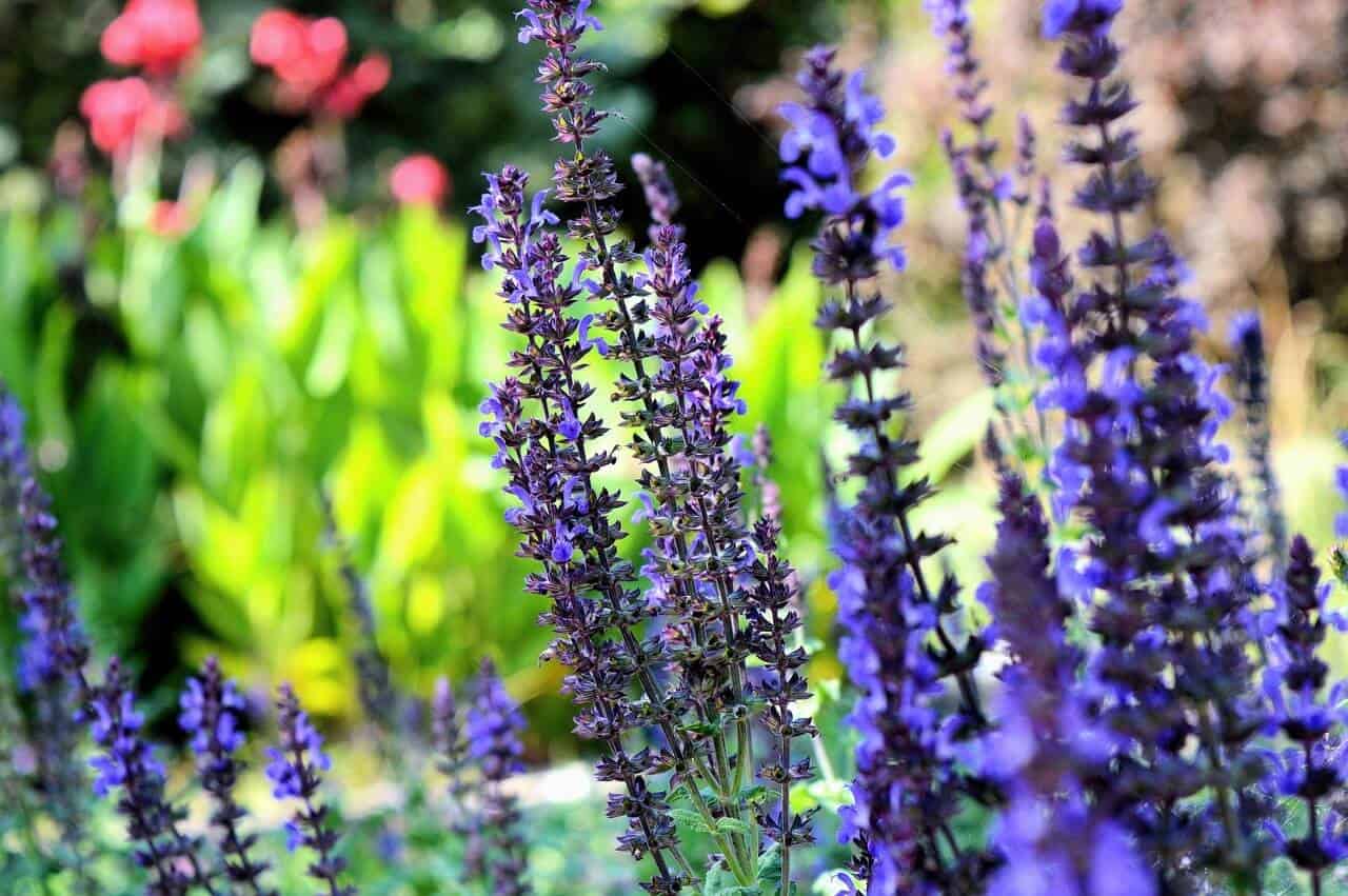 La Flora En México Una Clave Indispensable De La Biodiversidad Mundial