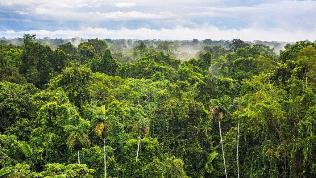 Indígenas defienden la selva de los Chimalapas en Oaxaca de mineras ...