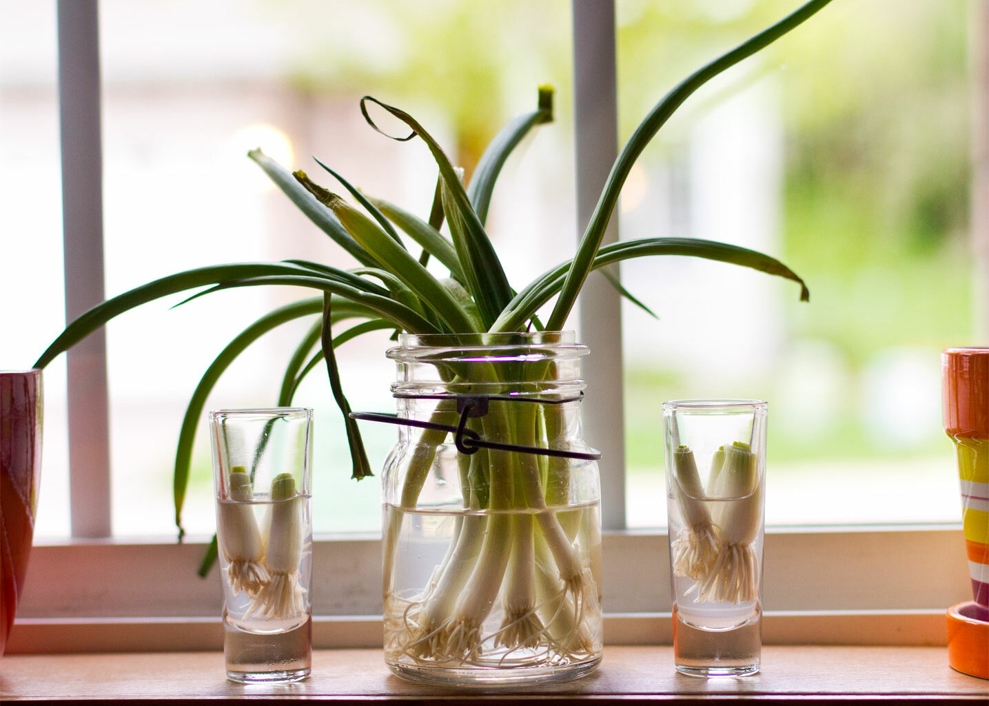 10 vegetales que volverán a crecer solos en agua