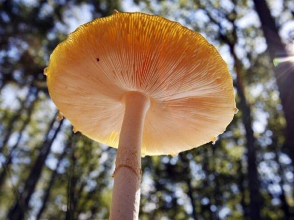 Los hongos son la verdura más sostenible y este es el por qué