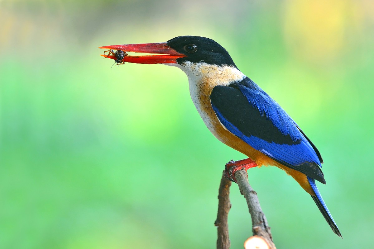 Importancia de las aves y por qué las necesitamos para sobrevivir