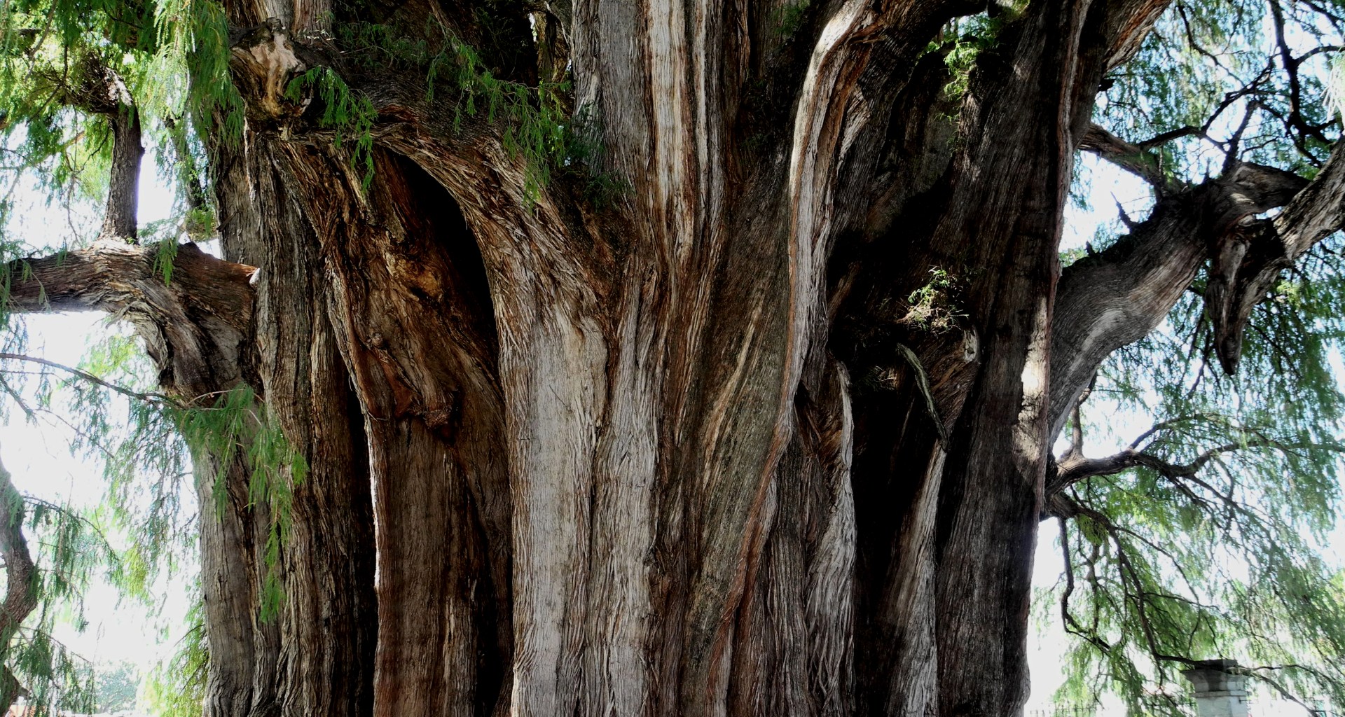 El impresionante árbol del Tule, el árbol más grande de México
