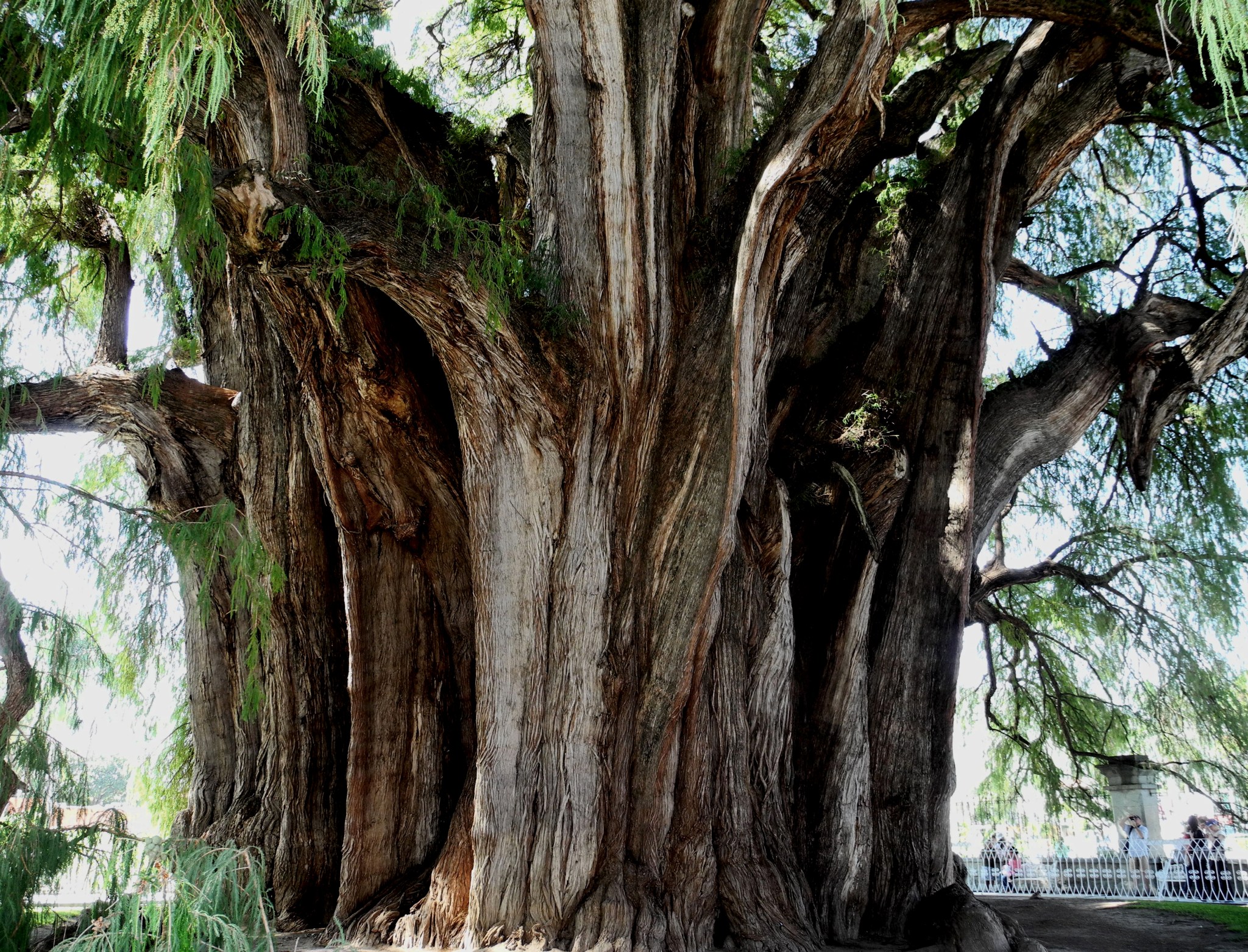 El impresionante árbol del Tule, el árbol más grande de México